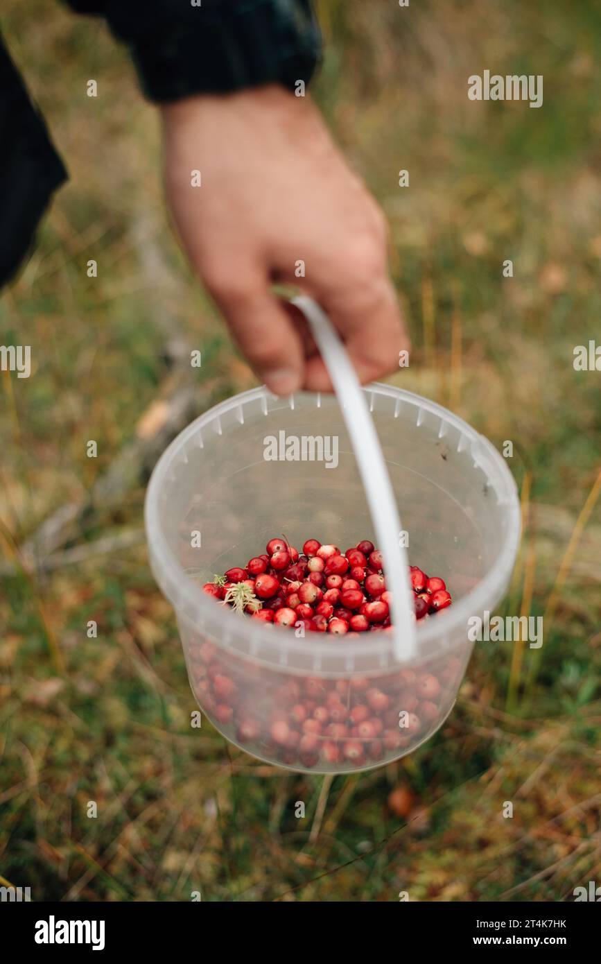 Fall. Grass. Bucket of cranberries Stock Photo - Alamy