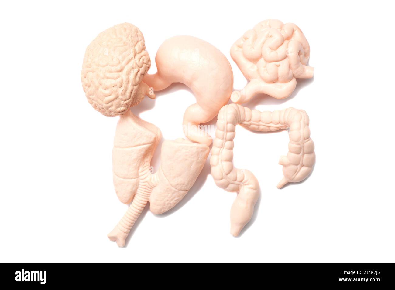 Human internal organs isolated on white background. Medicine and ...