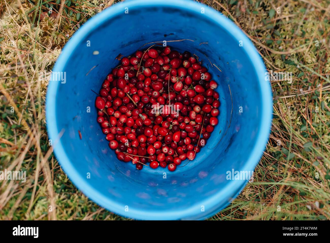 Fall. Grass. Bucket of cranberries Stock Photo - Alamy