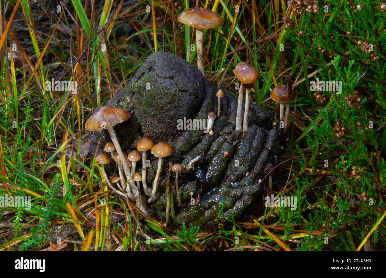 Small mushrooms, Dung-loving psilocybe, also known as Meadow muffin ...