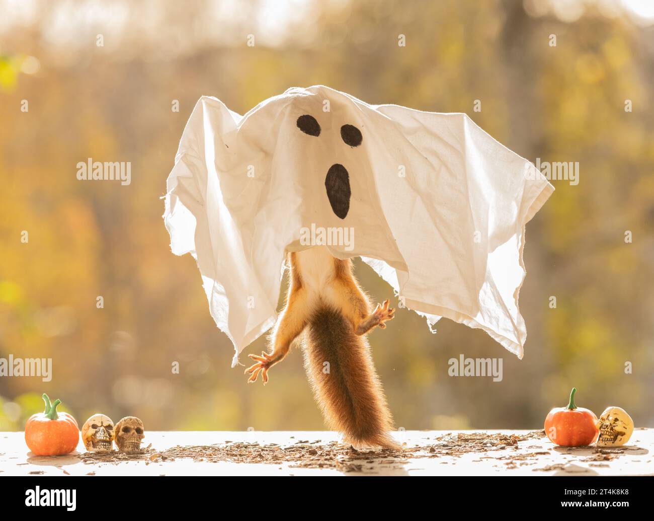 red squirrel is hanging under a ghost bed sheet Stock Photo - Alamy