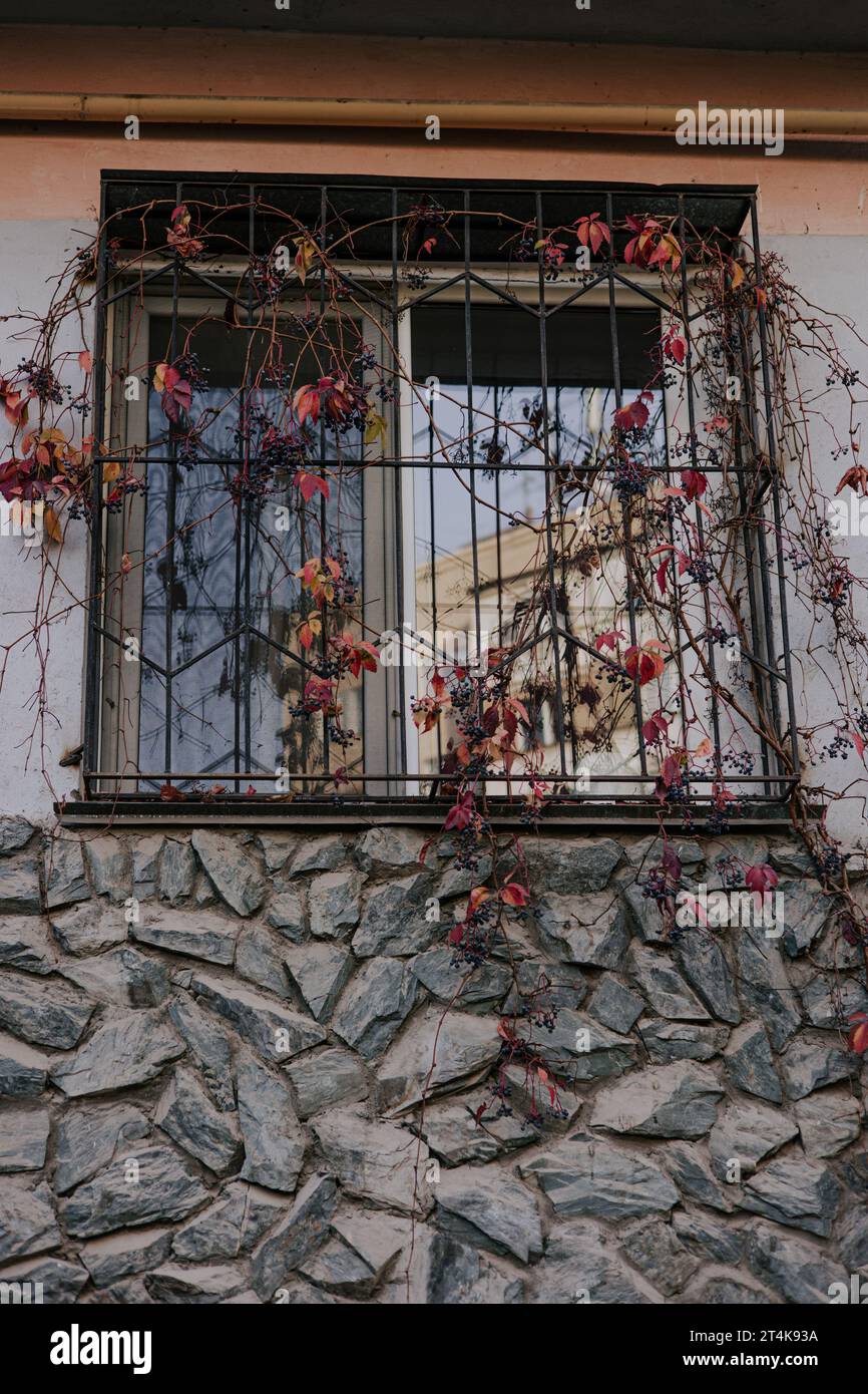 Window with a lattice on which ivy with red leaves grows. Stonework at ...