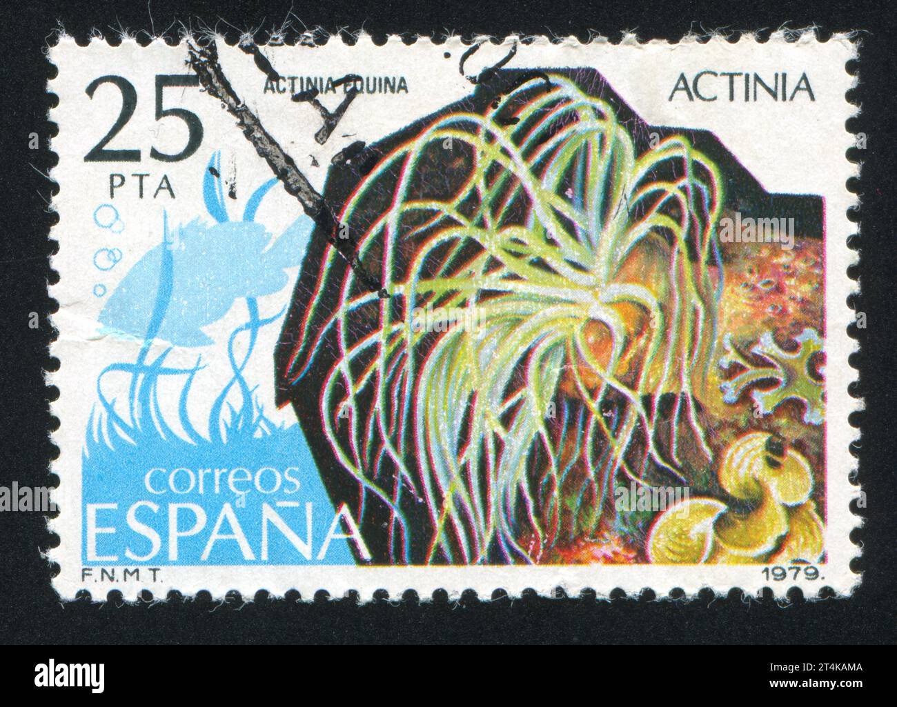 SPAIN - CIRCA 1979: stamp printed by Spain, shows Actinia, circa 1979 ...