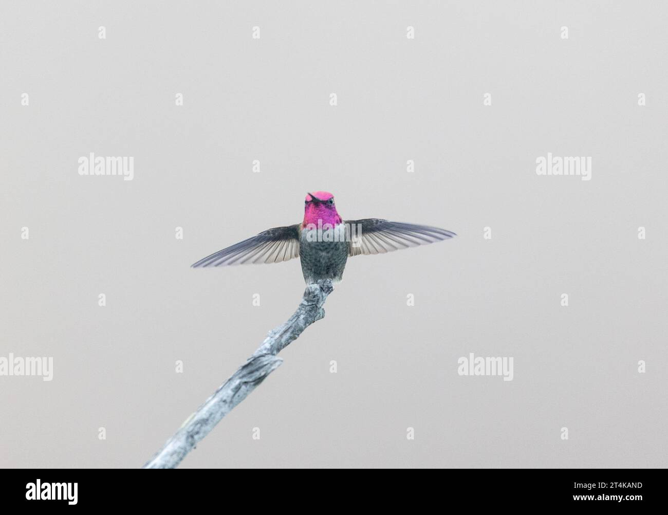 Annas male hummingbird on perch hi-res stock photography and images - Alamy