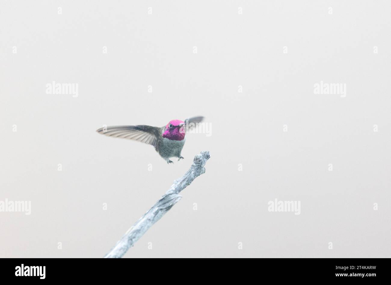 Annas male hummingbird on perch hi-res stock photography and images - Alamy