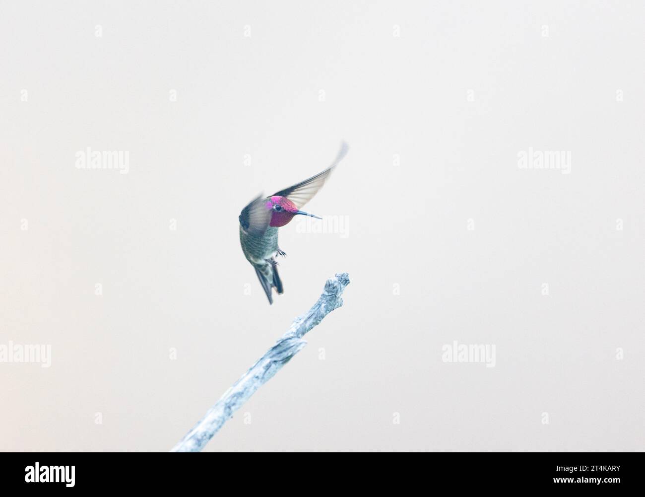 Annas male hummingbird on perch hi-res stock photography and images - Alamy