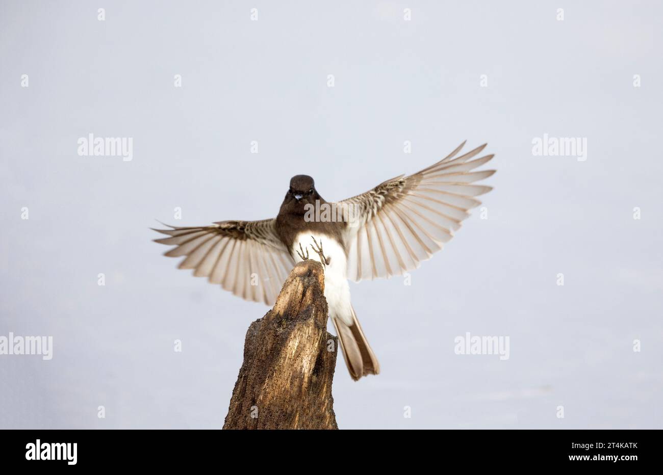Black Phoebe Landing on Wood Perch Stock Photo - Alamy
