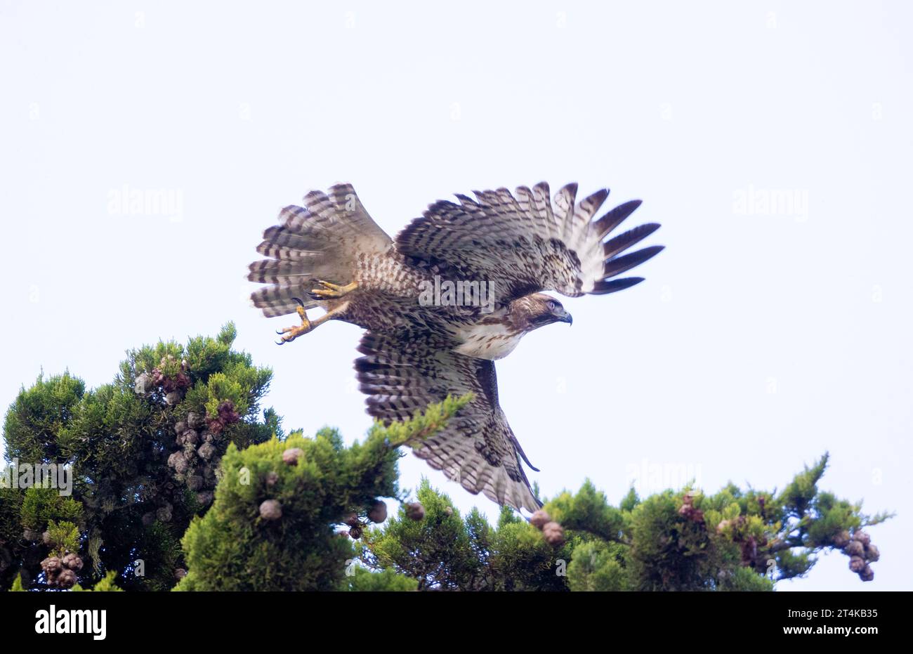 Red tailed Hawk Taking off from Pine Tree Stock Photo - Alamy