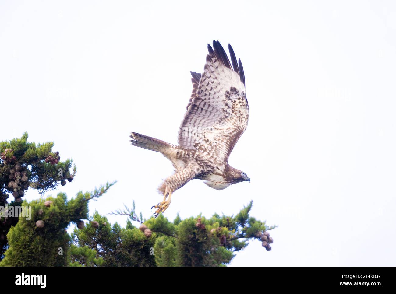 Red tailed Hawk Taking off from Pine Tree Stock Photo - Alamy