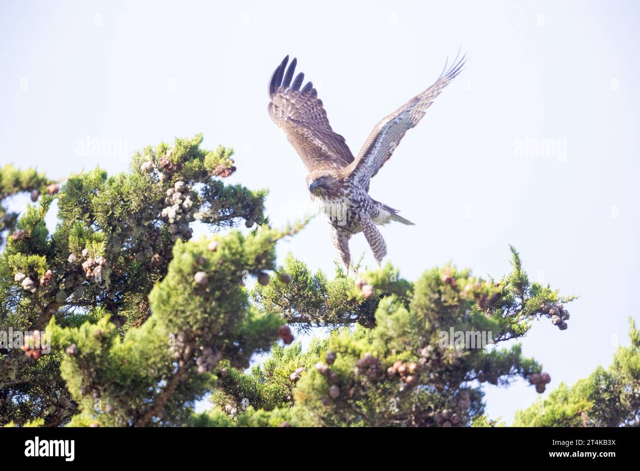 Red tailed Hawk Taking off from Pine Tree Stock Photo - Alamy