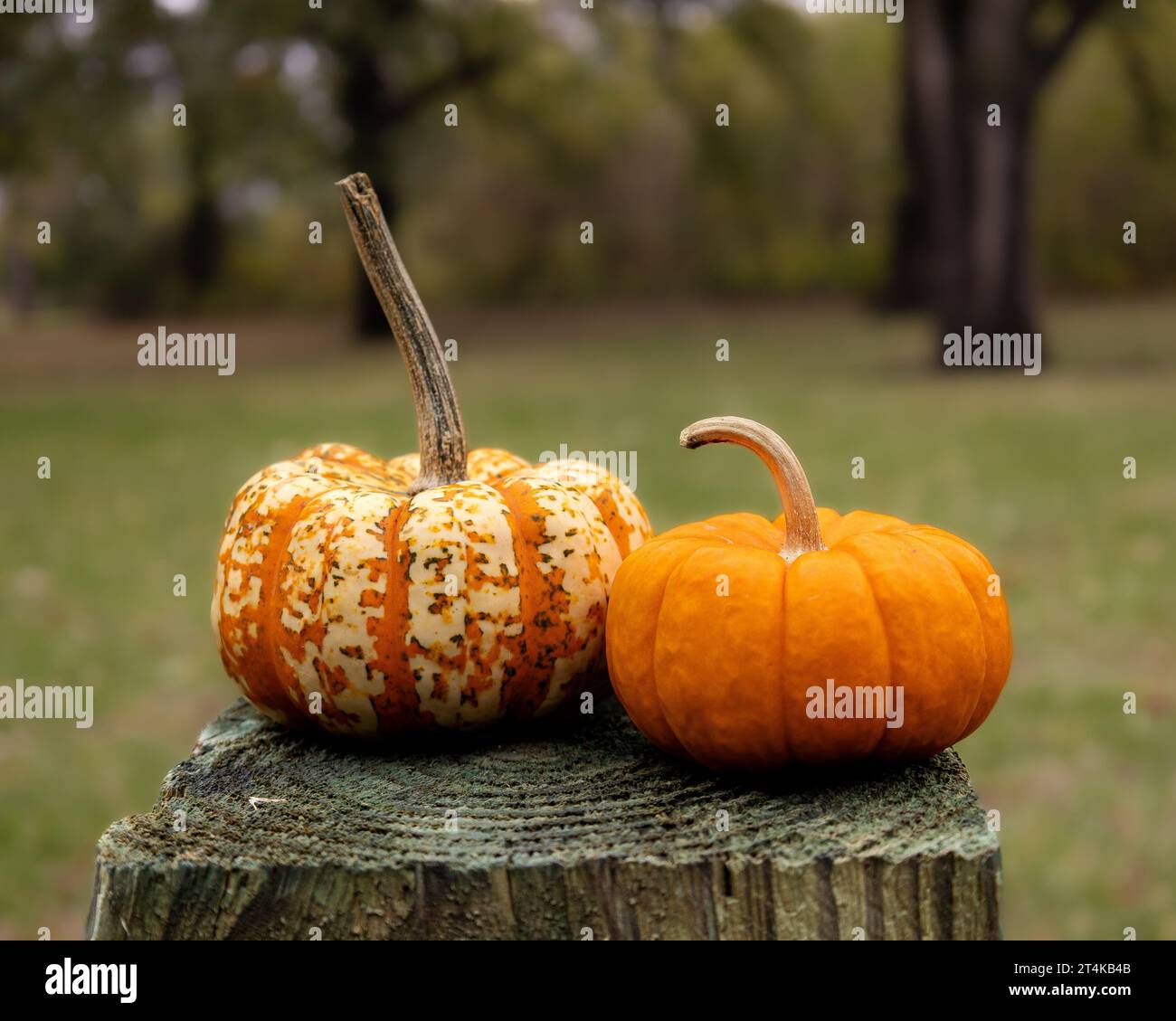 Halloween post sale hi-res stock photography and images - Alamy