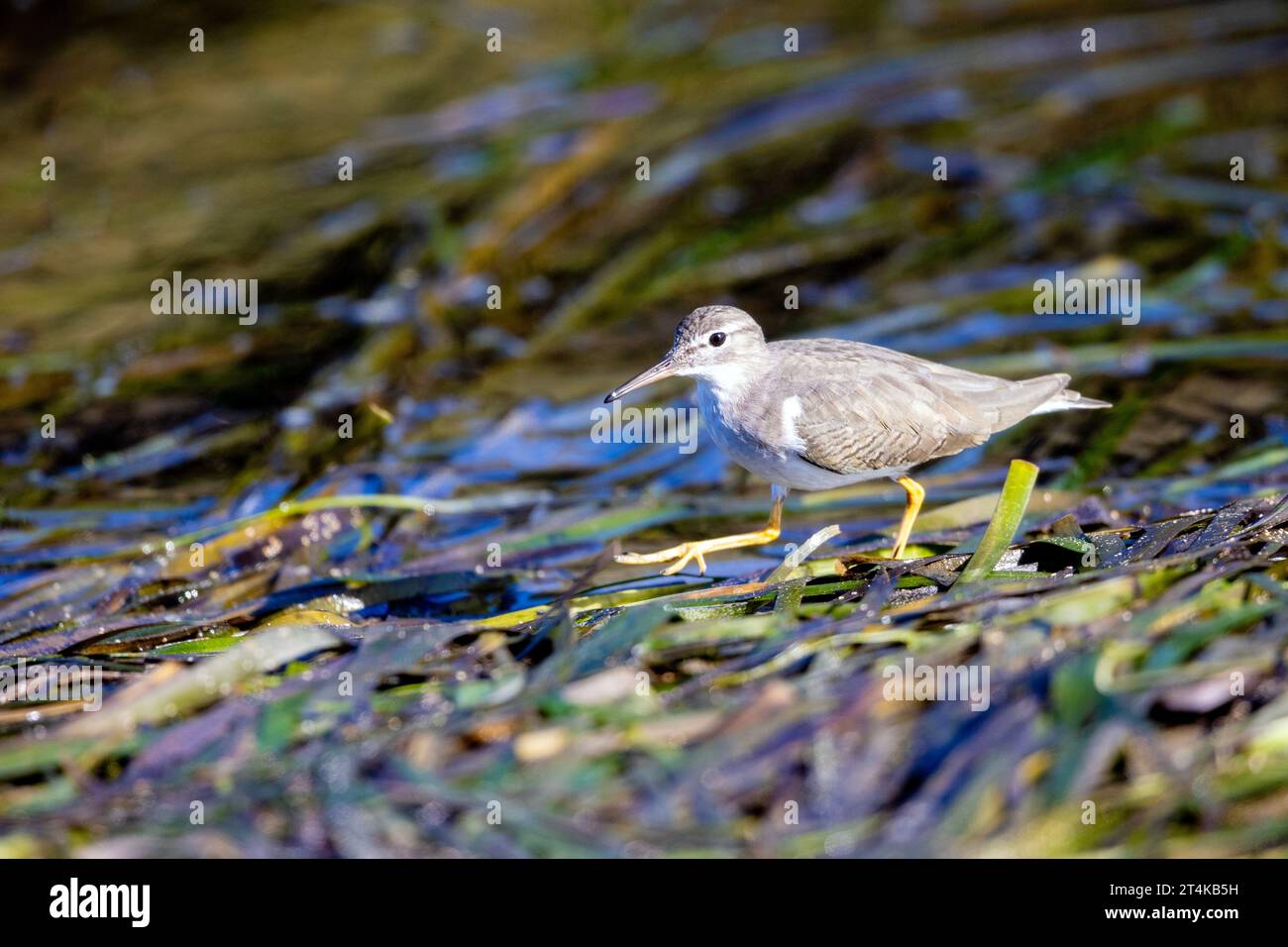Spotted Sandpiper Non breeding plumage Stock Photo - Alamy