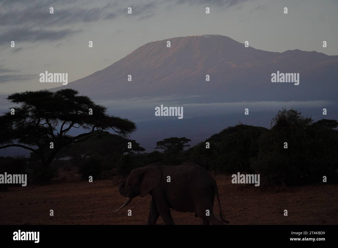 Kenyan safari experience hi-res stock photography and images - Alamy
