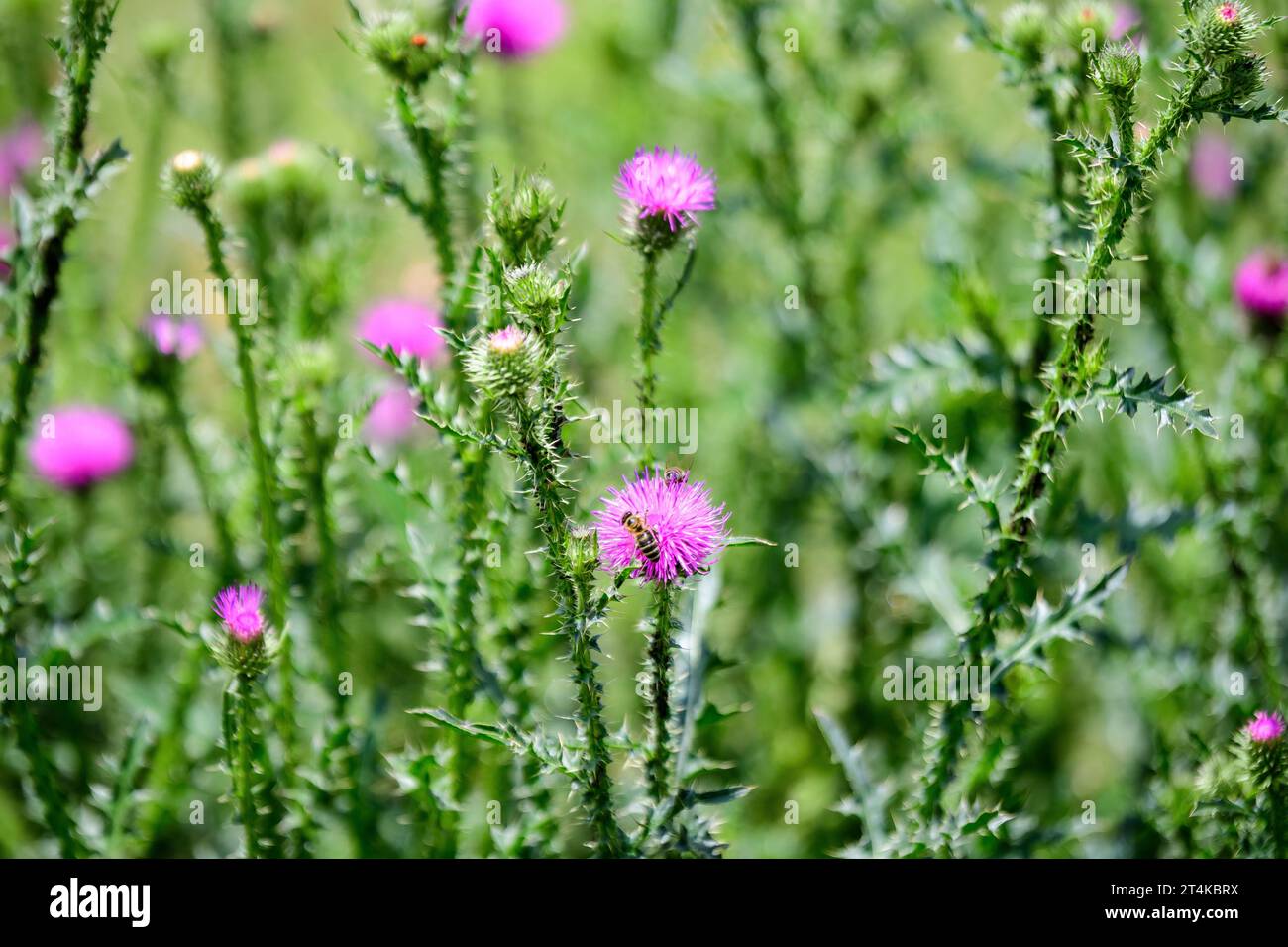 Delicate pink and purple flowers of Carduus nutans plant, commonly ...