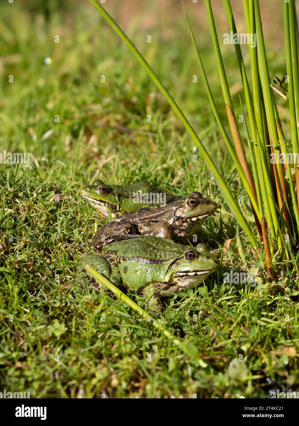 Two marsh frogs hi-res stock photography and images - Alamy
