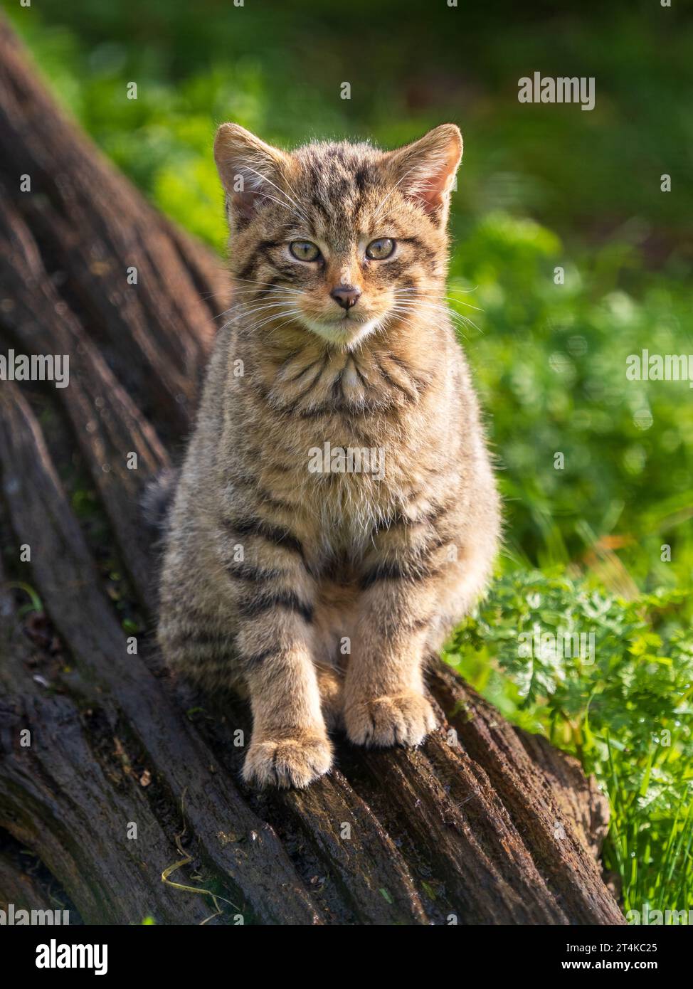 Juvenile Scottish Wildcat Sitting on a Log Stock Photo - Alamy
