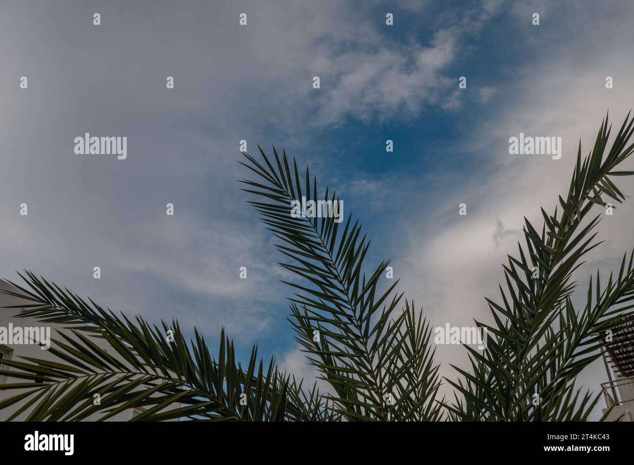 leaves of a tropical palm tree on the island of Cyprus against a blue ...