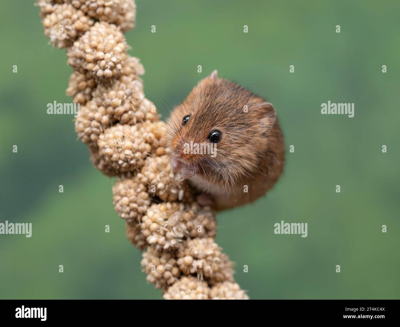 Mouse nibble hi-res stock photography and images - Alamy