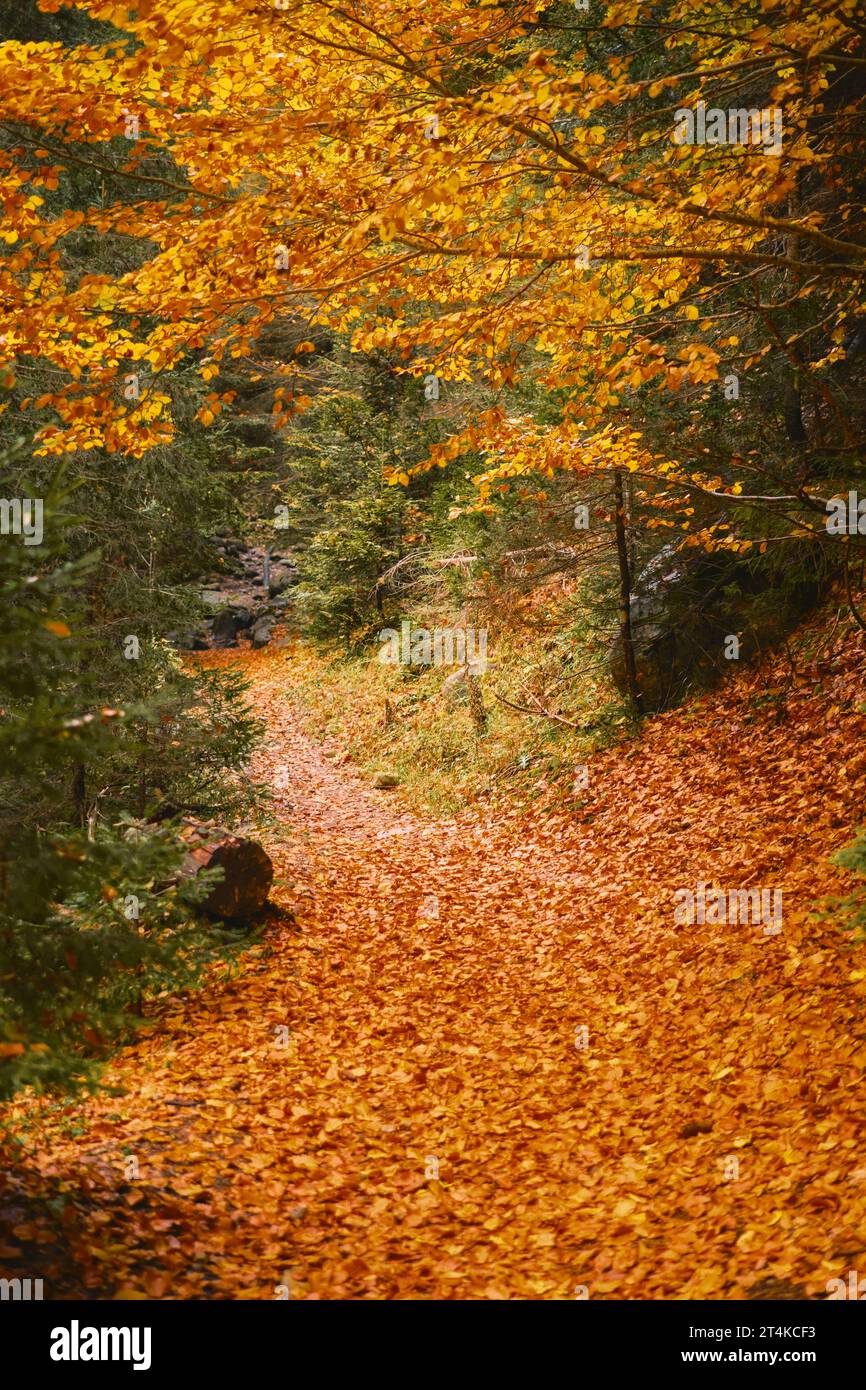 Path in the autumn forest, vertical shot of bright beautiful orange ...
