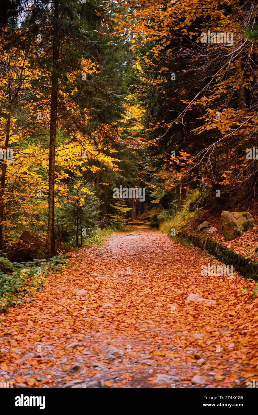 Trees with diff colors hi-res stock photography and images - Alamy