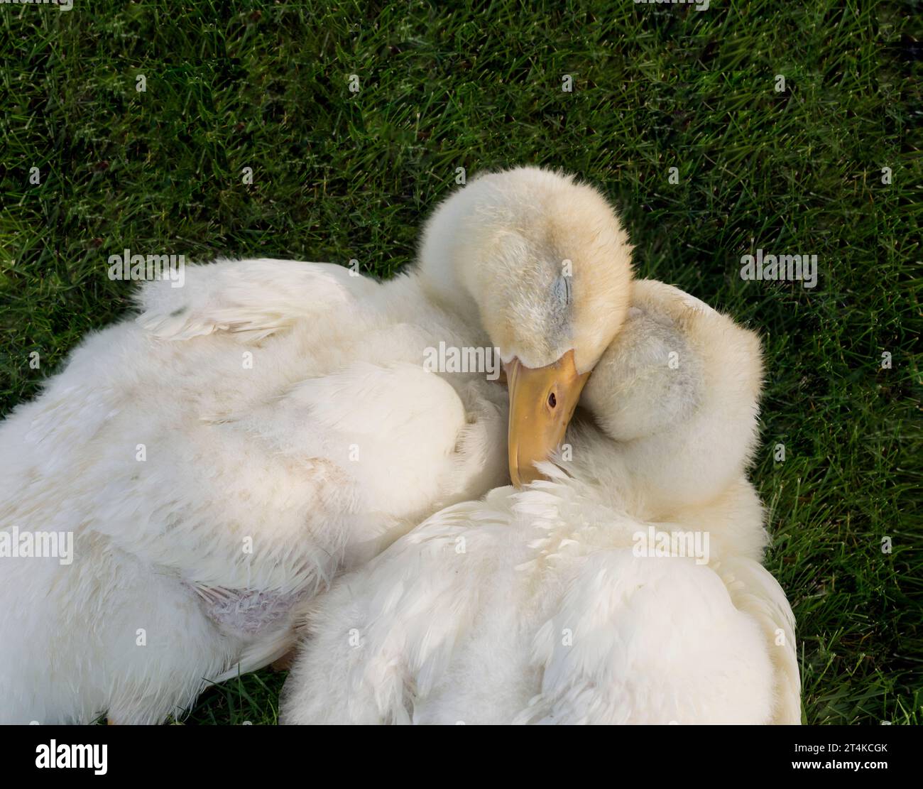 Duck Hug Saskatchewan Stock Photo - Alamy