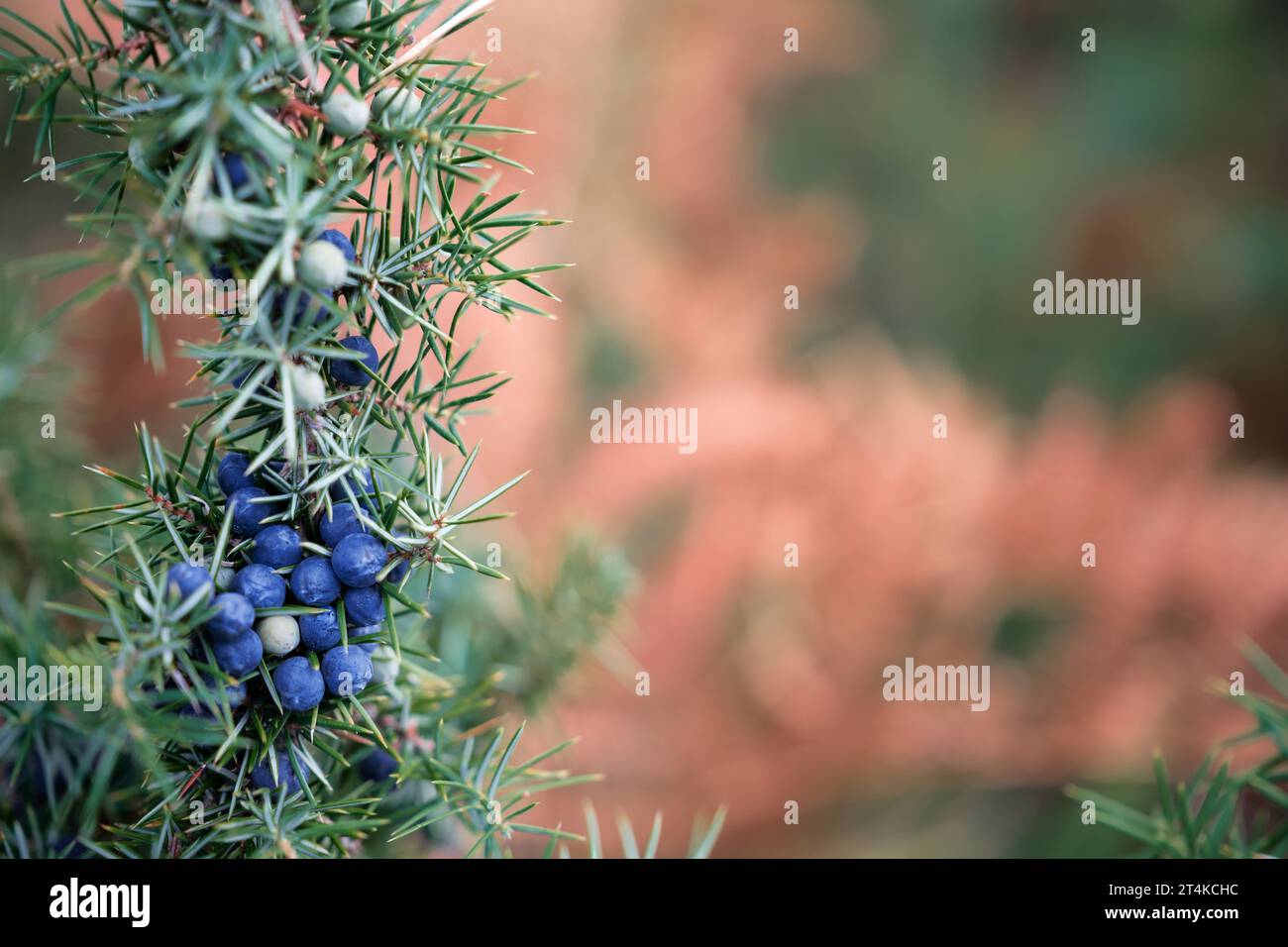 Sunlight falling on fern leaves hi-res stock photography and images - Alamy