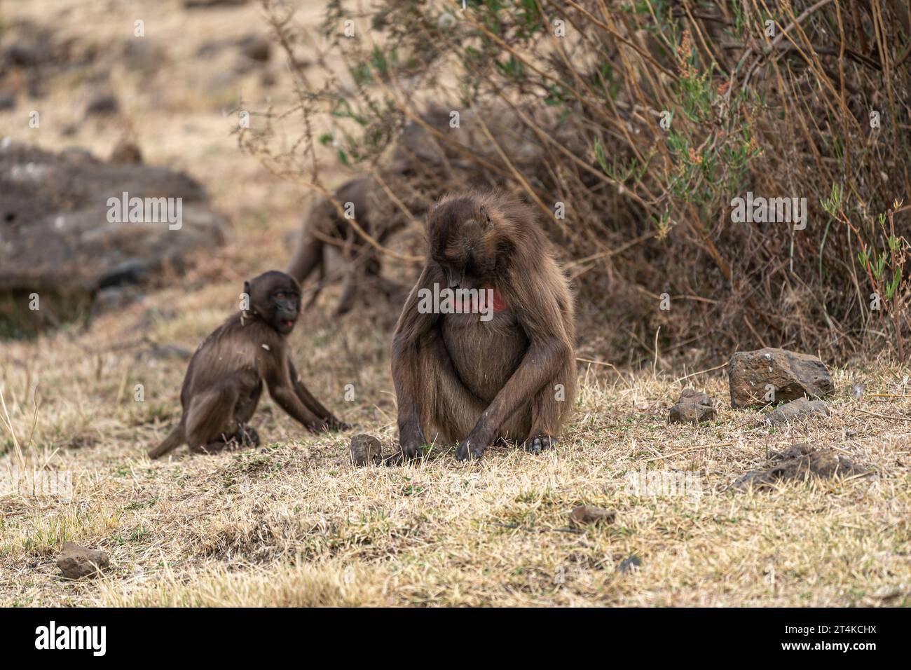 Group of Gelada monkeys (Theropithecus gelada) in Simien mountains ...