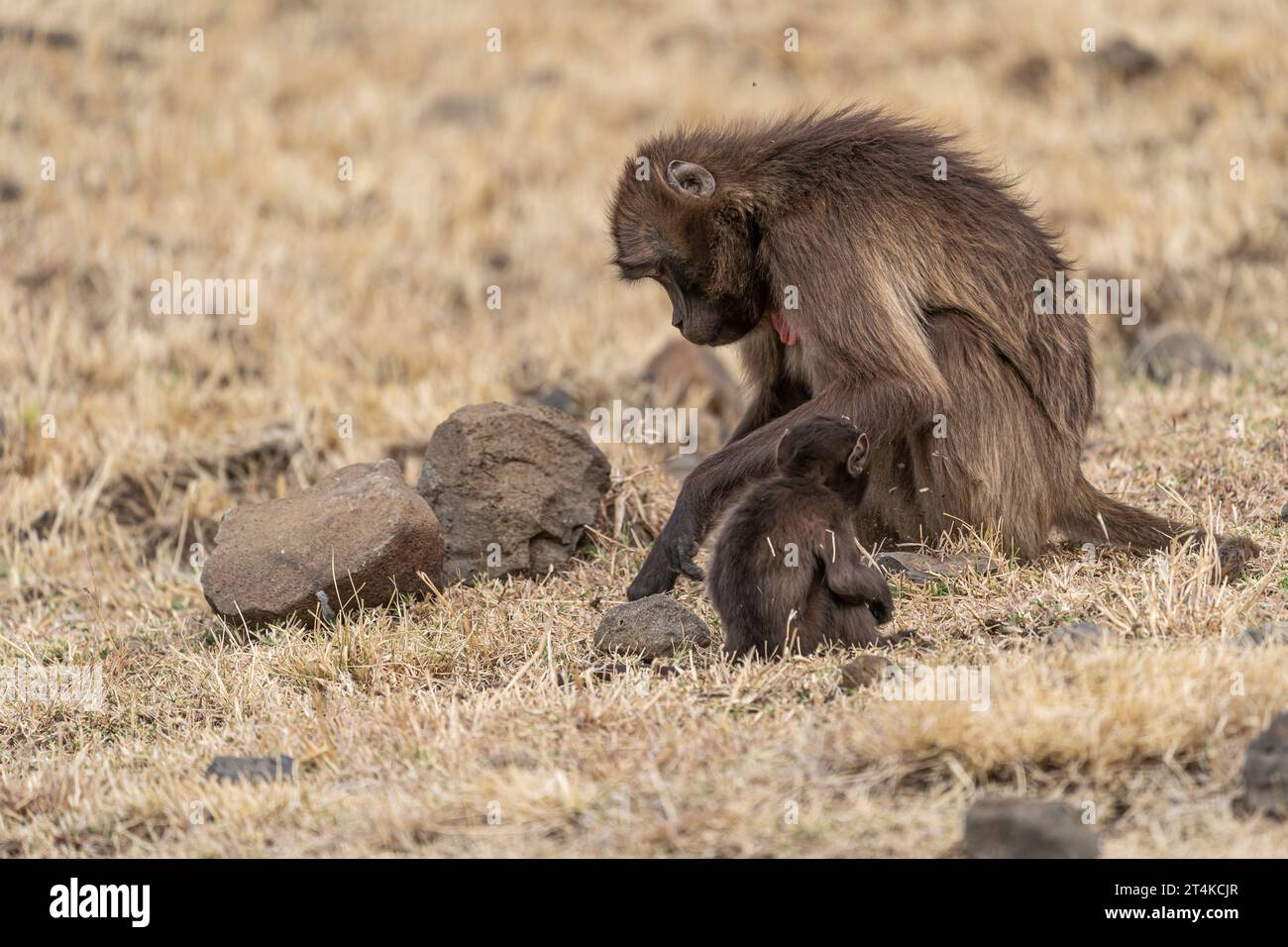 Group of Gelada monkeys (Theropithecus gelada) in Simien mountains ...