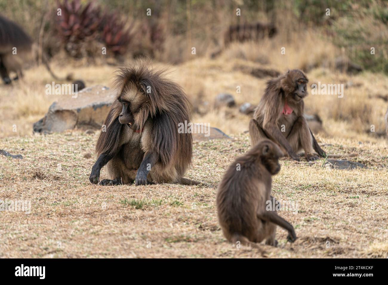 Group of Gelada monkeys (Theropithecus gelada) in Simien mountains ...