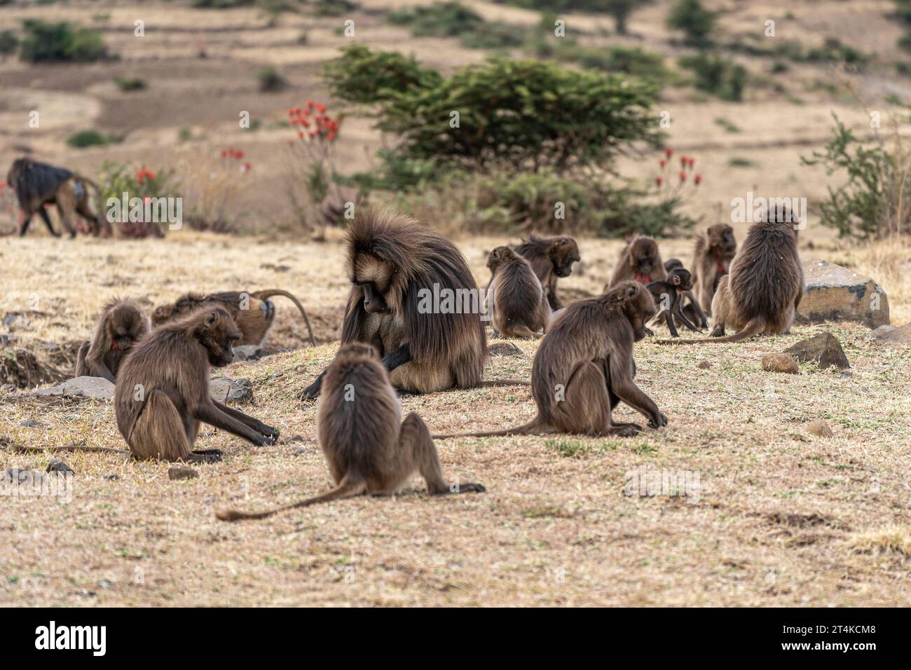 Family group of endemic animal Gelada, (Theropithecus gelada), in ...
