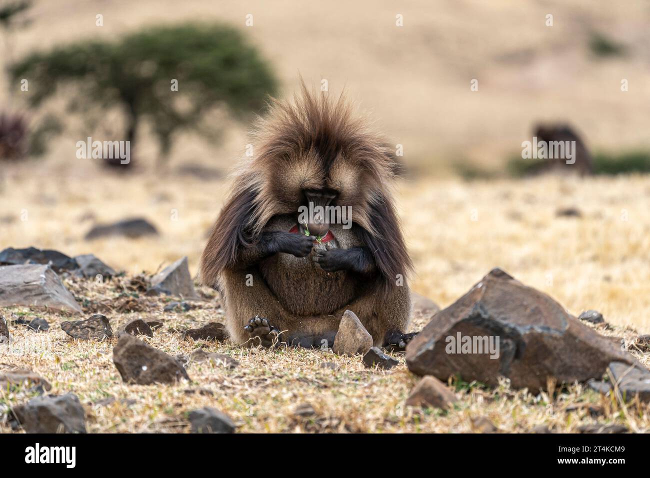 Family group of endemic animal Gelada, (Theropithecus gelada), in ...
