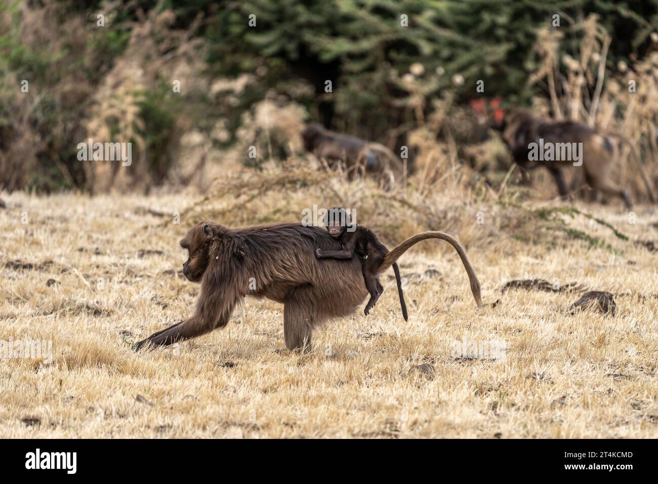 Family group of endemic animal Gelada, (Theropithecus gelada), in ...