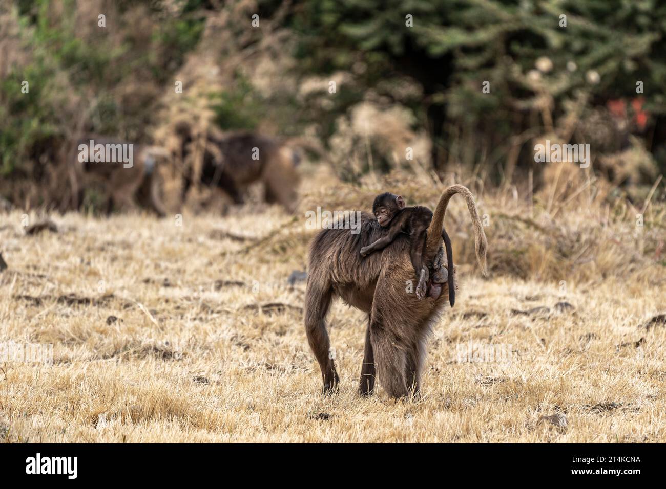 Family group of endemic animal Gelada, (Theropithecus gelada), in ...