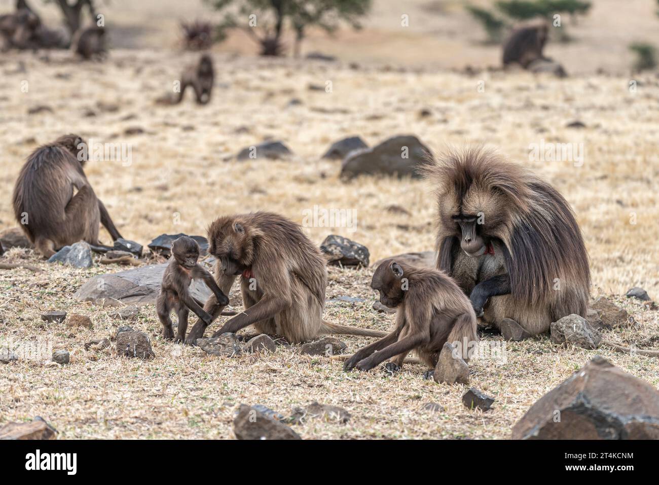 Family group of endemic animal Gelada, (Theropithecus gelada), in ...