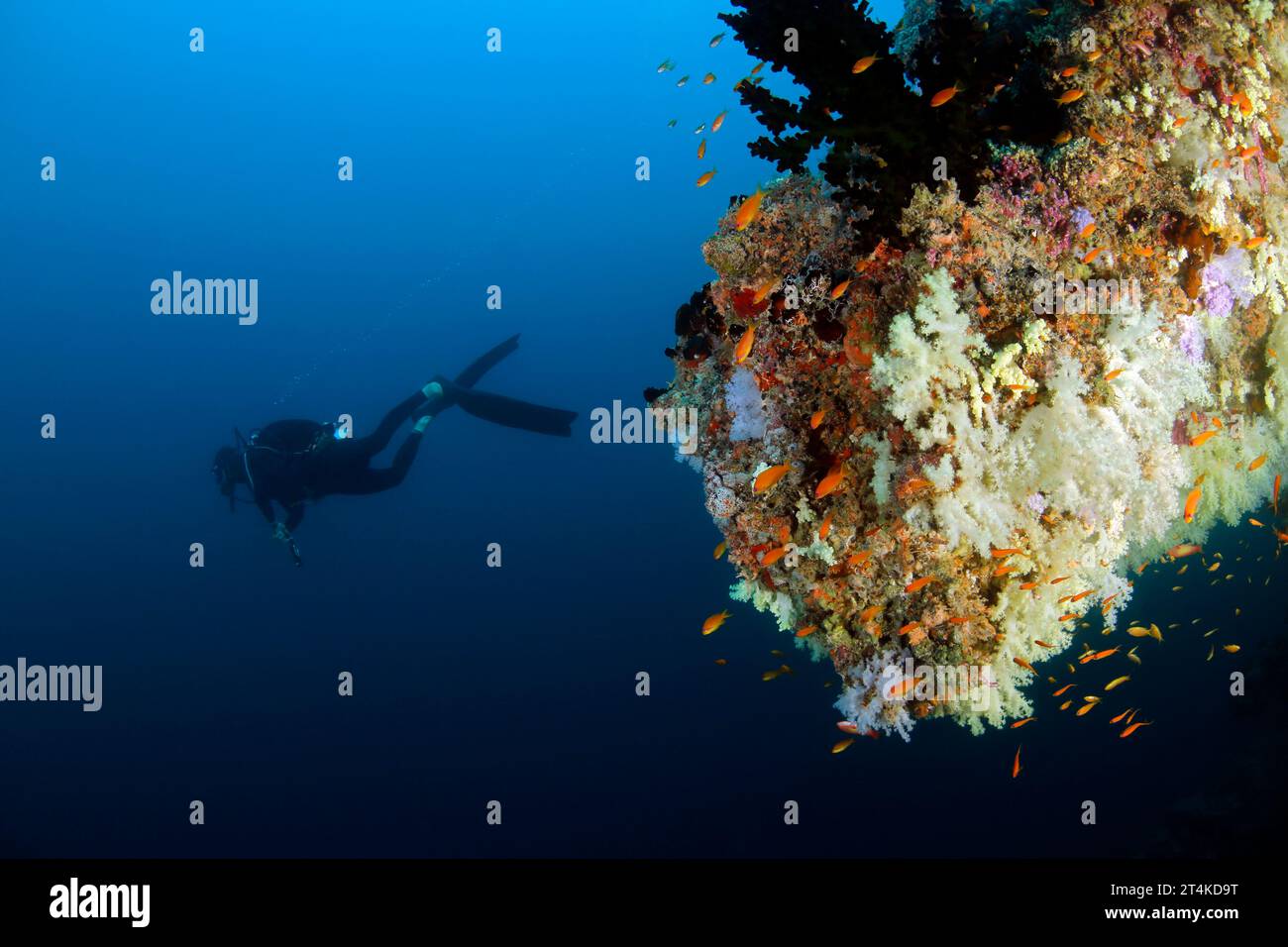 Scuba Diver Swimming nex to Coral Wall Overhang. North Male Atoll ...