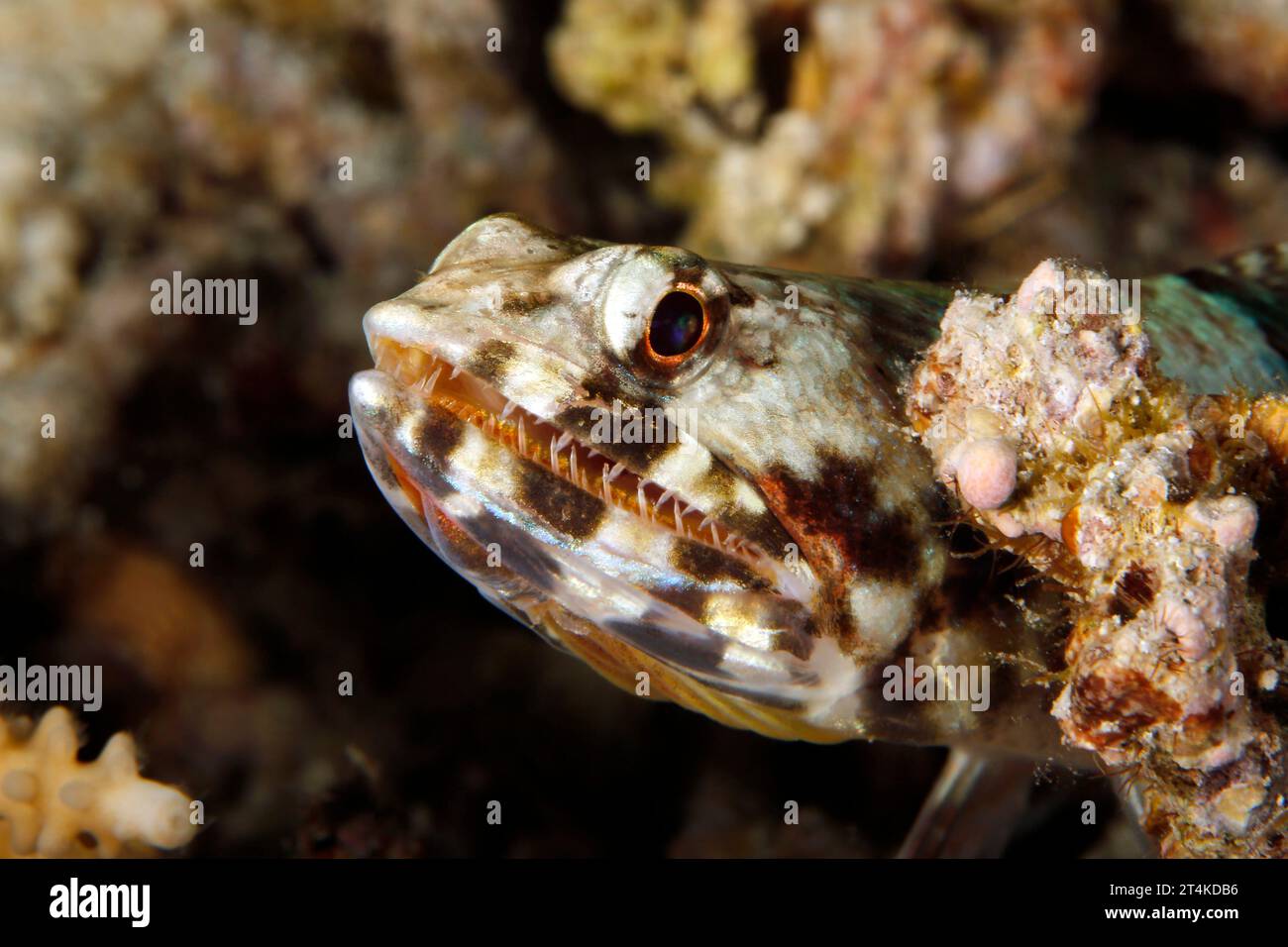 Close-up of a Lizardfish. Misool, Raja Ampat, West Papua, Indonesia ...