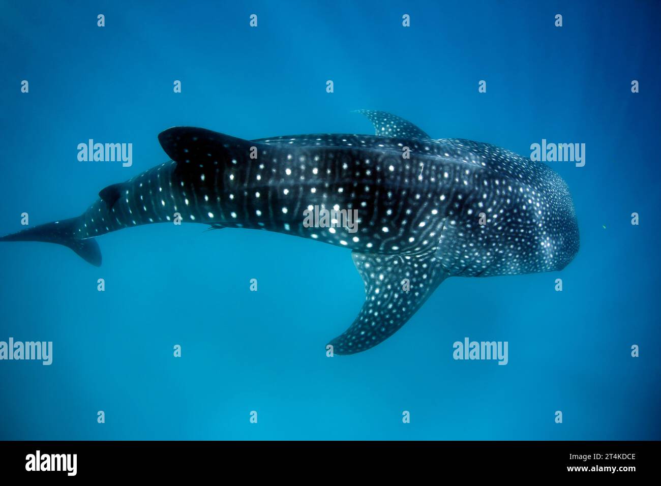 Whale shark from above water hi-res stock photography and images - Alamy