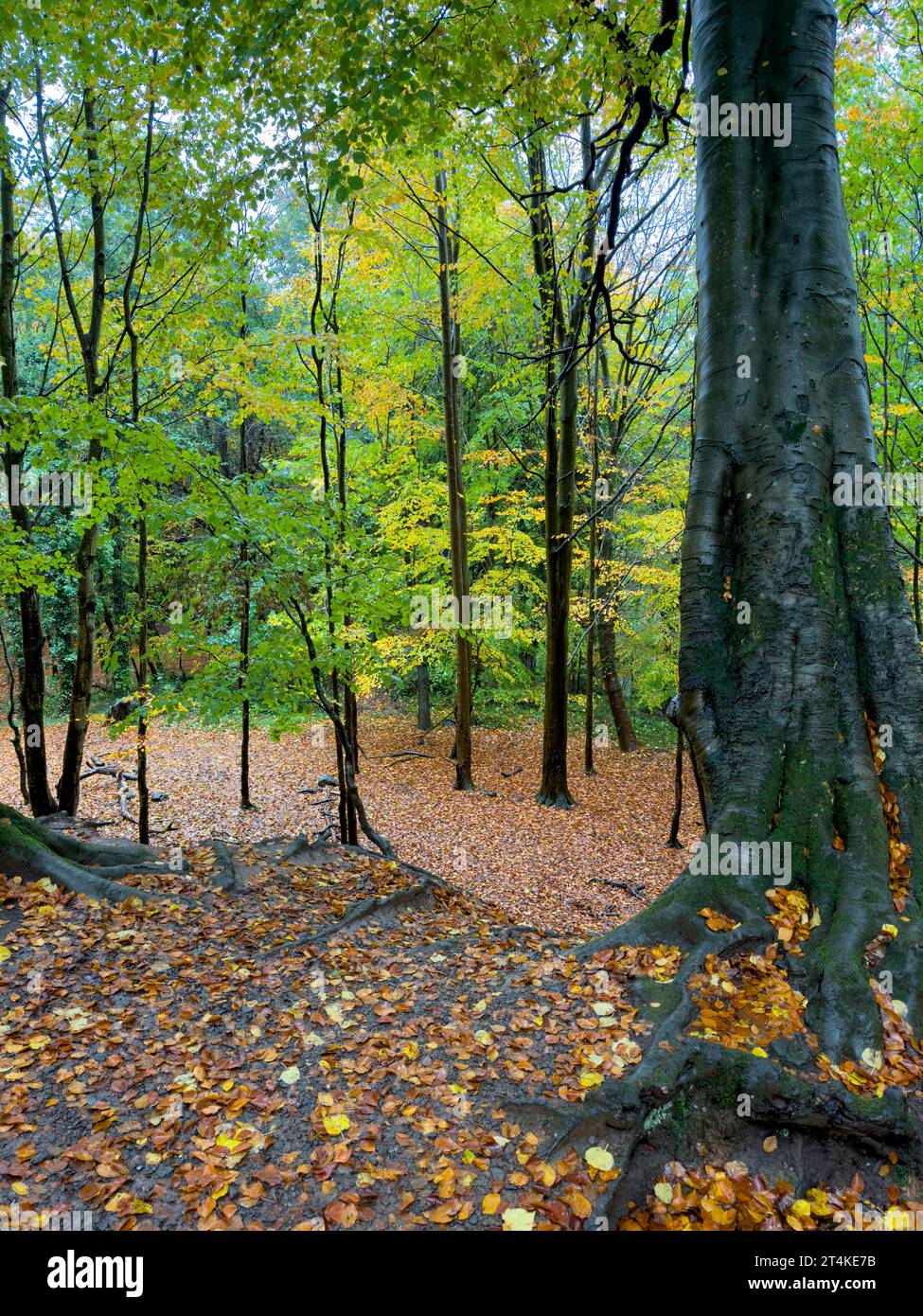 Autumn Woodlands in the rain, Barnetts Park, Malone House, Lagan Valley ...