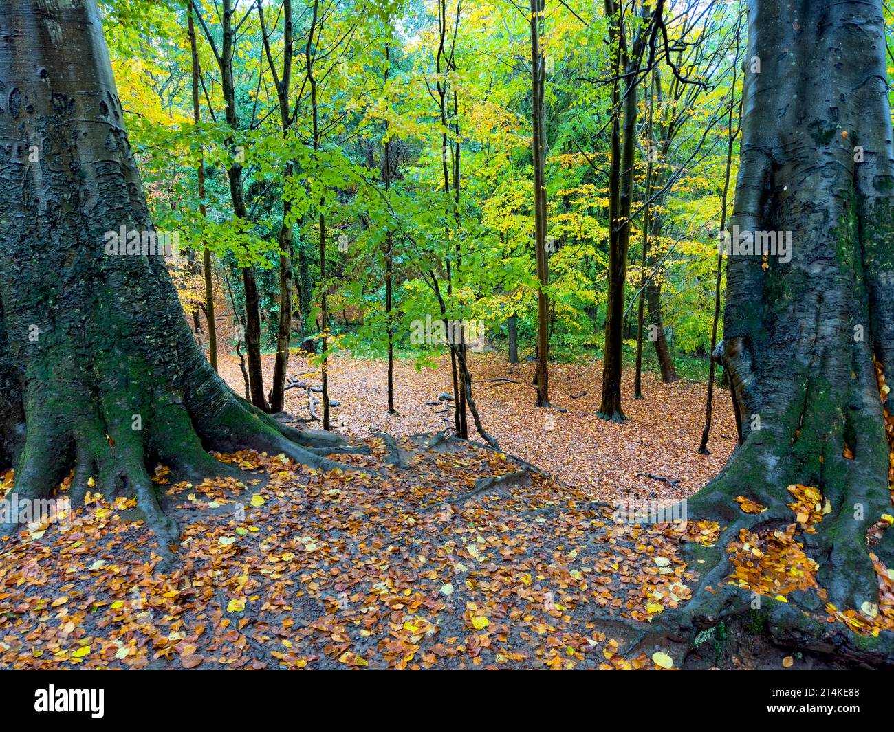 Autumn Woodlands in the rain, Barnetts Park, Malone House, Lagan Valley ...