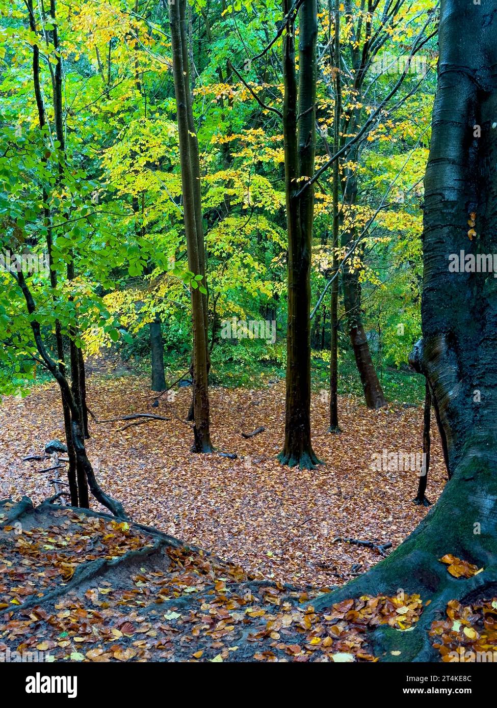 Autumn Woodlands in the rain, Barnetts Park, Malone House, Lagan Valley ...