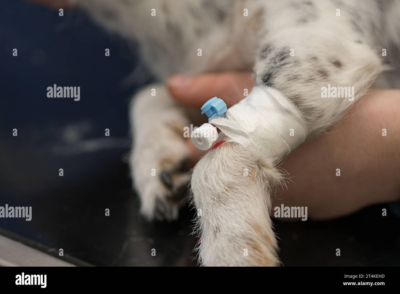 small sick jack russell terrier dog at the vet. Veterinarian prepares ...