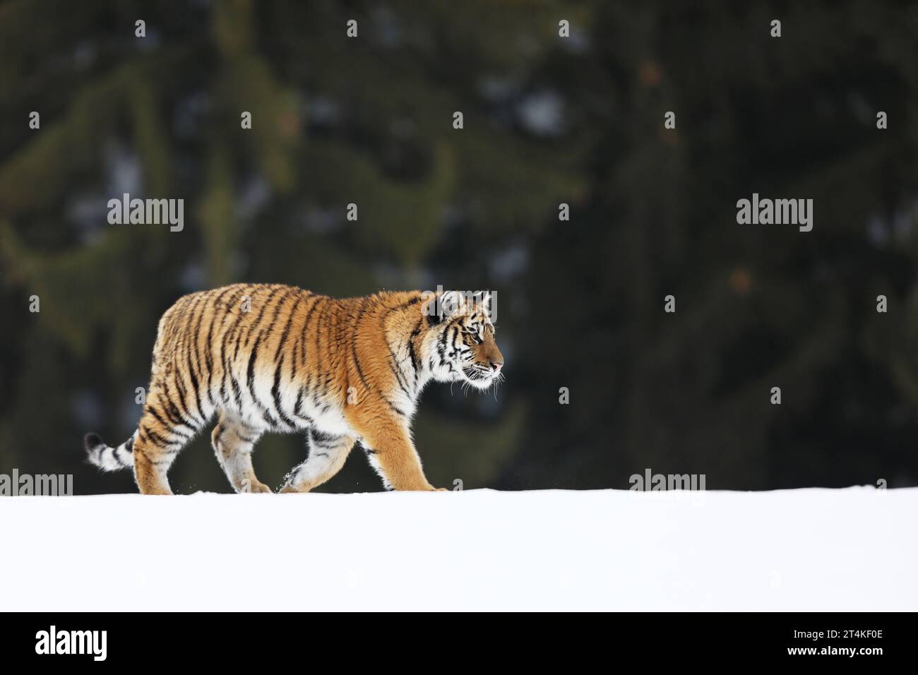 Siberian tiger in the snow in winter, walking through taiga. Cold weather with dangerous ...