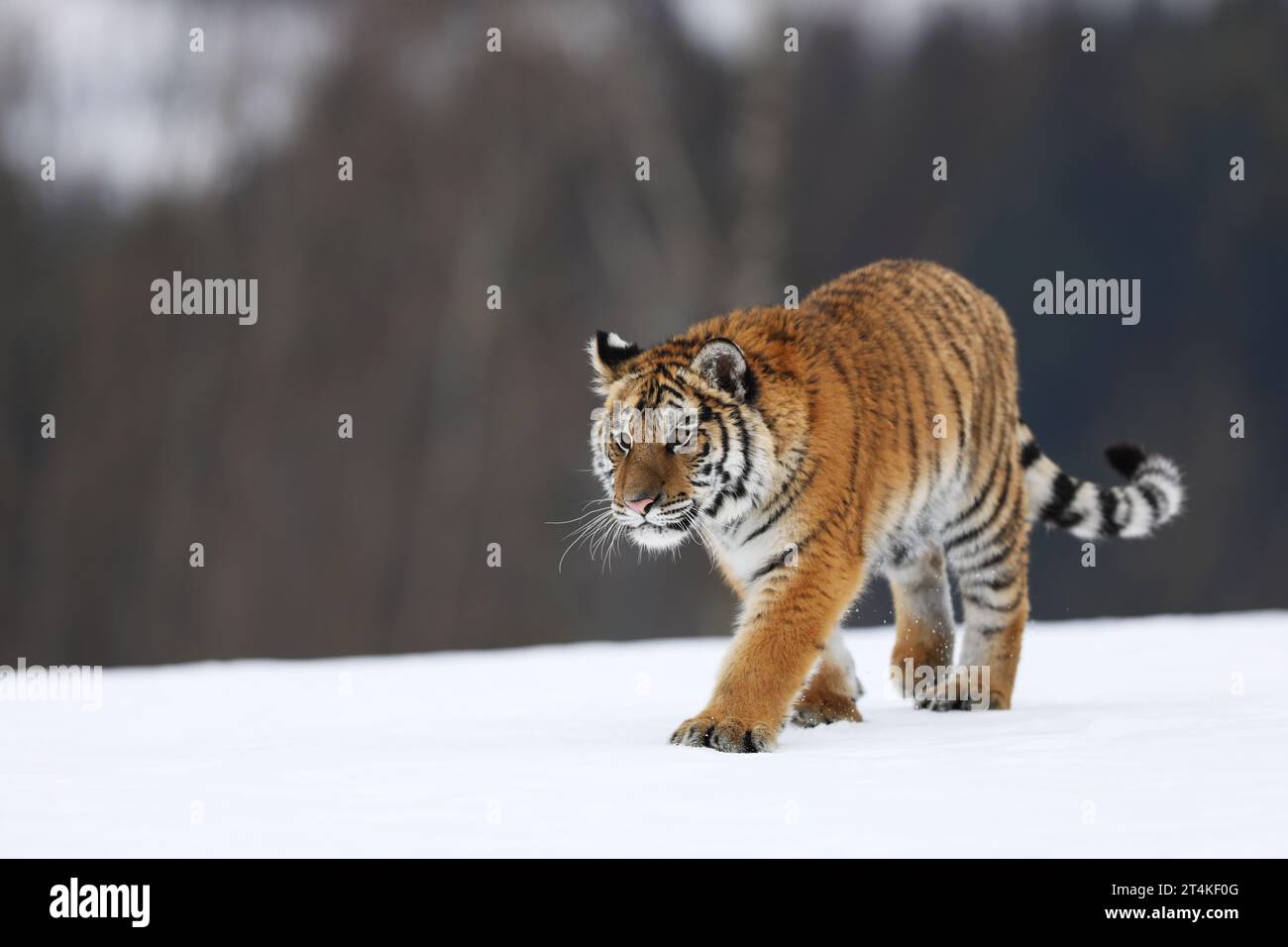 Siberian tiger in the snow in winter, walking through taiga. Cold weather with dangerous ...