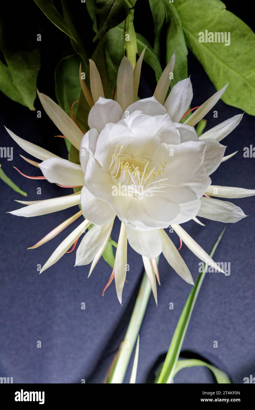 series of Flower of Pitaya (Dragon Fruit) , Pitaya flower blooming ...