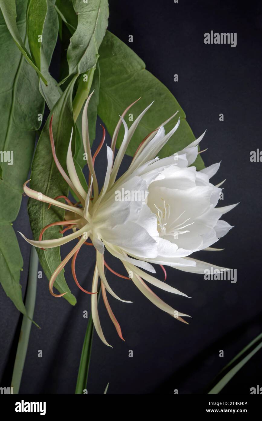 series of Flower of Pitaya (Dragon Fruit) , Pitaya flower blooming ...
