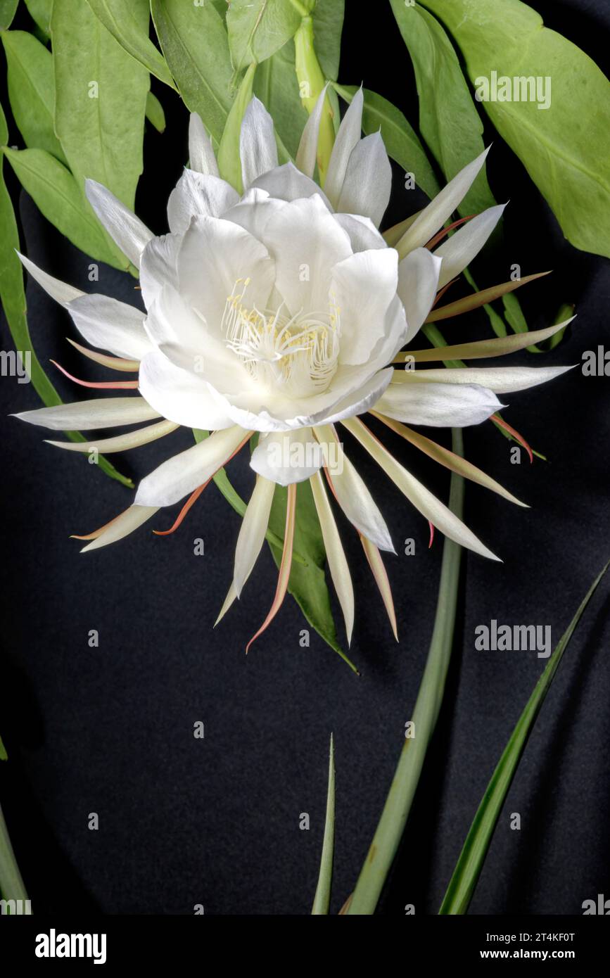 series of Flower of Pitaya (Dragon Fruit) , Pitaya flower blooming ...