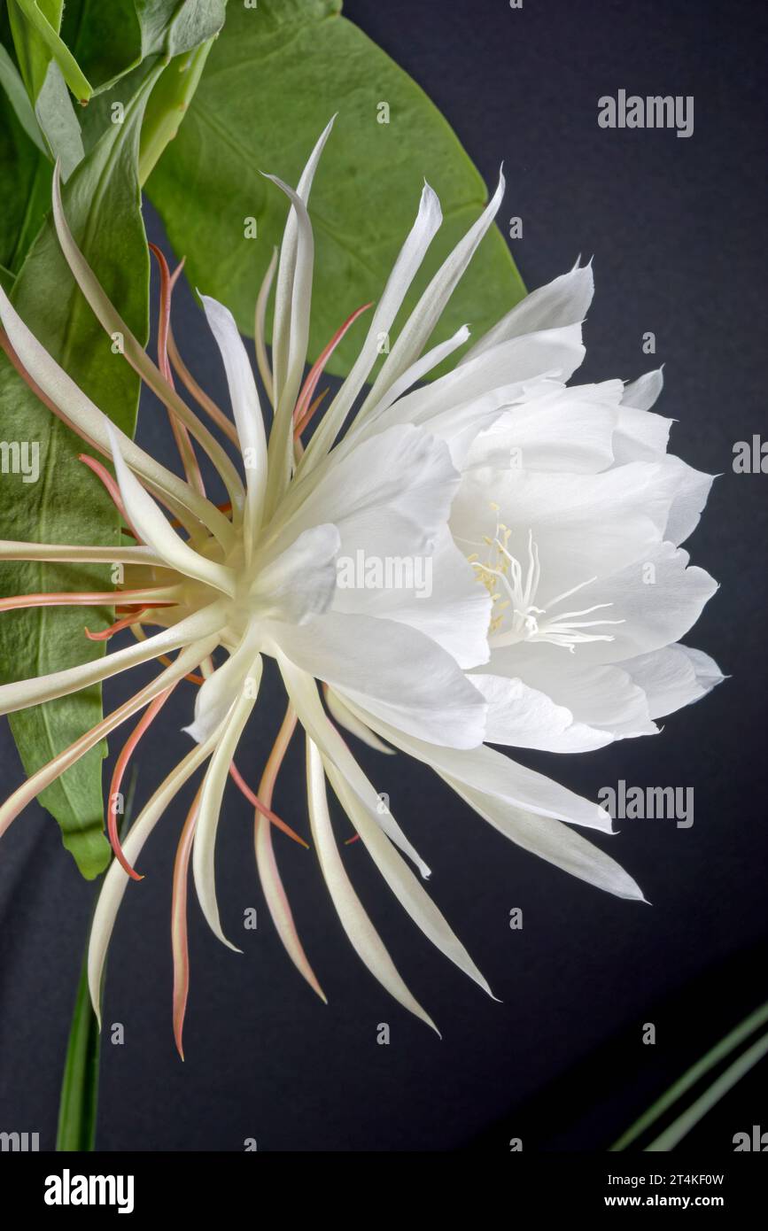 series of Flower of Pitaya (Dragon Fruit) , Pitaya flower blooming ...