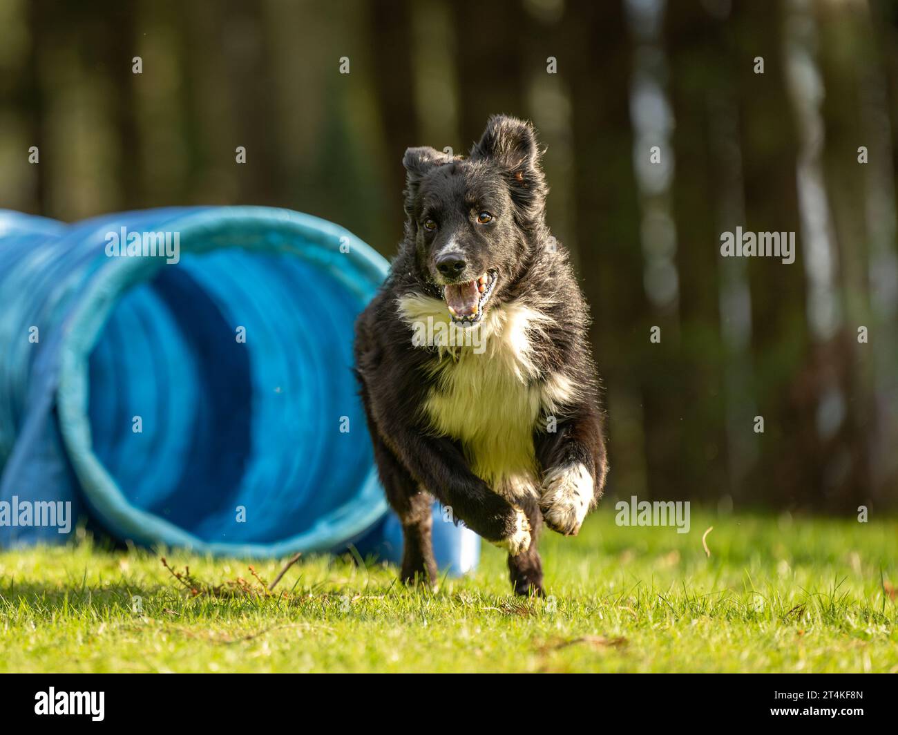 A fast Border Collie dog is running through an agility tunnel. Training ...