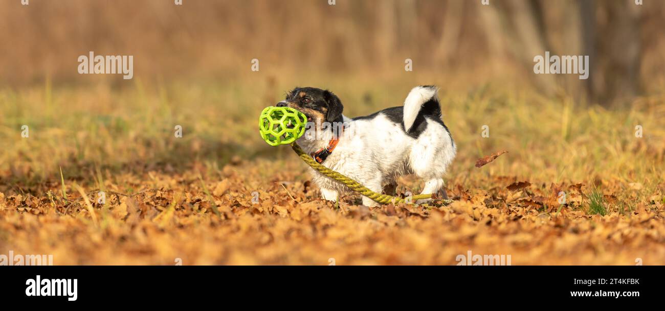 in autums, a cute small Jack Russell Terrier dog running fast and with ...