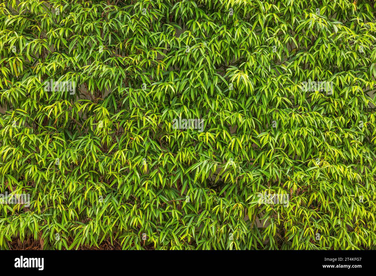 Close-up view of green bush leaves wall. Concept of green background ...